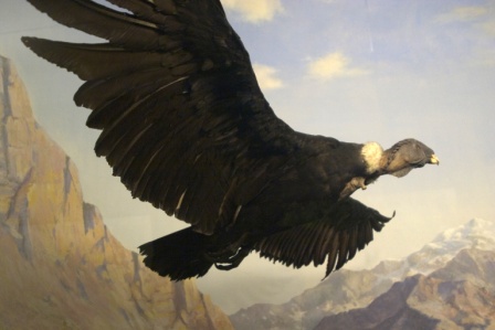 Birds of Consciousness | Q'enti Wasi – House of the Hummingbird